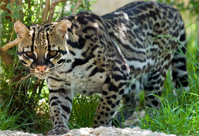 Margay y ocelote: características y evolución