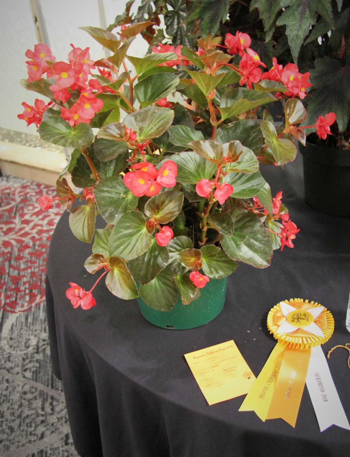 BirdCam on Cheltenham: 2019 American Begonia Society Convention ...