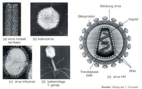 Bagaimana Karakteristik Virus? - Geograpik