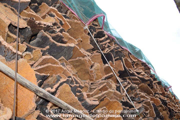 El proceso de extracción del CORCHO en los ALCORNOQUES