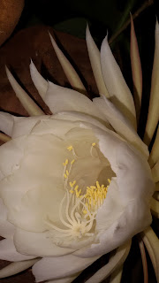 Garden Care Simplified: Original Brahma Kamal Plant Flowers Photographs ...