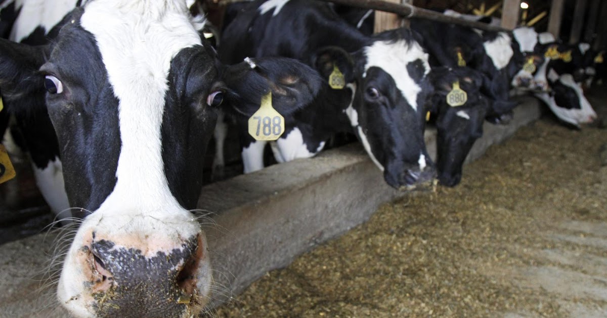 Breeding Solutions: Intensive Breeding of Cows Setting them Up for ...