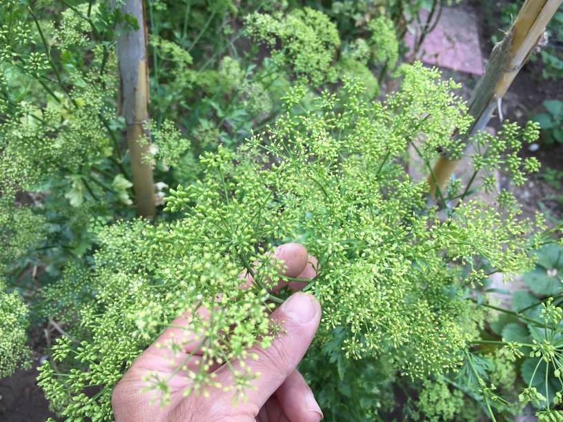 Amazing Benefits of Parsley Seeds