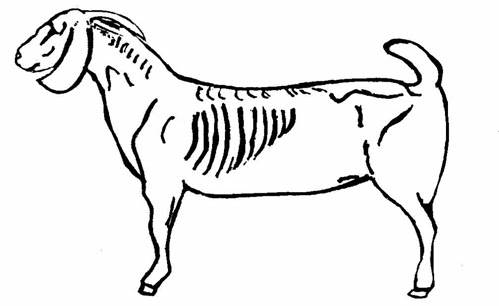 G: Choosing Correct Goat Based on Body Condition Score (BCS)