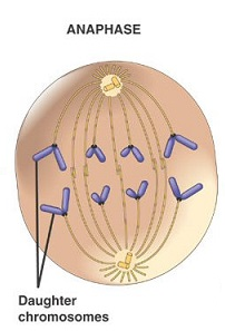 # 30 Mitosis | Biology Notes for A level