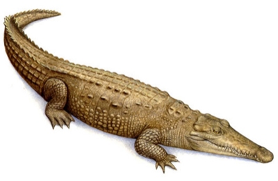 TURISMO: Flora y fauna