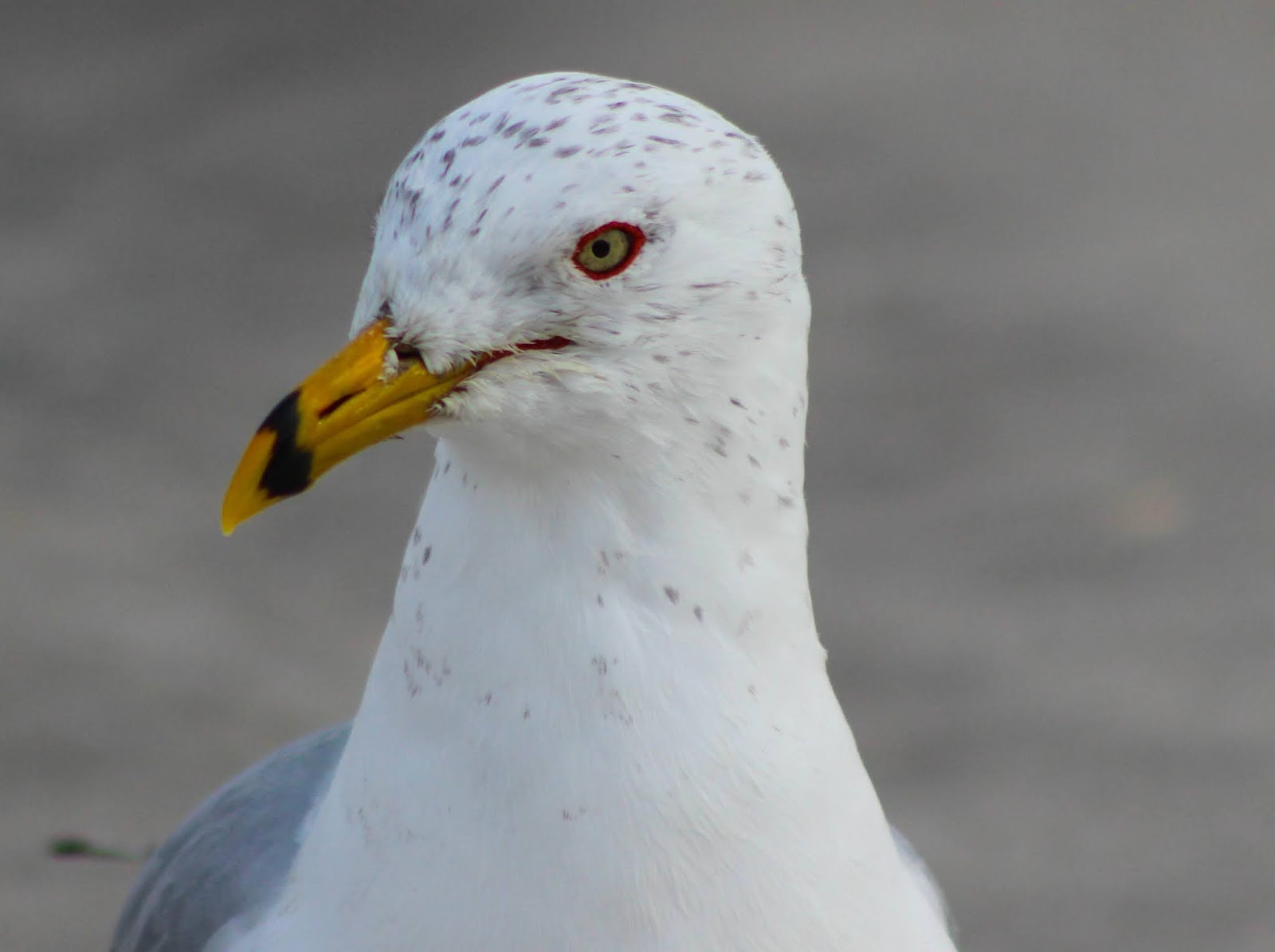 Cannundrums: Ring-Billed Gull