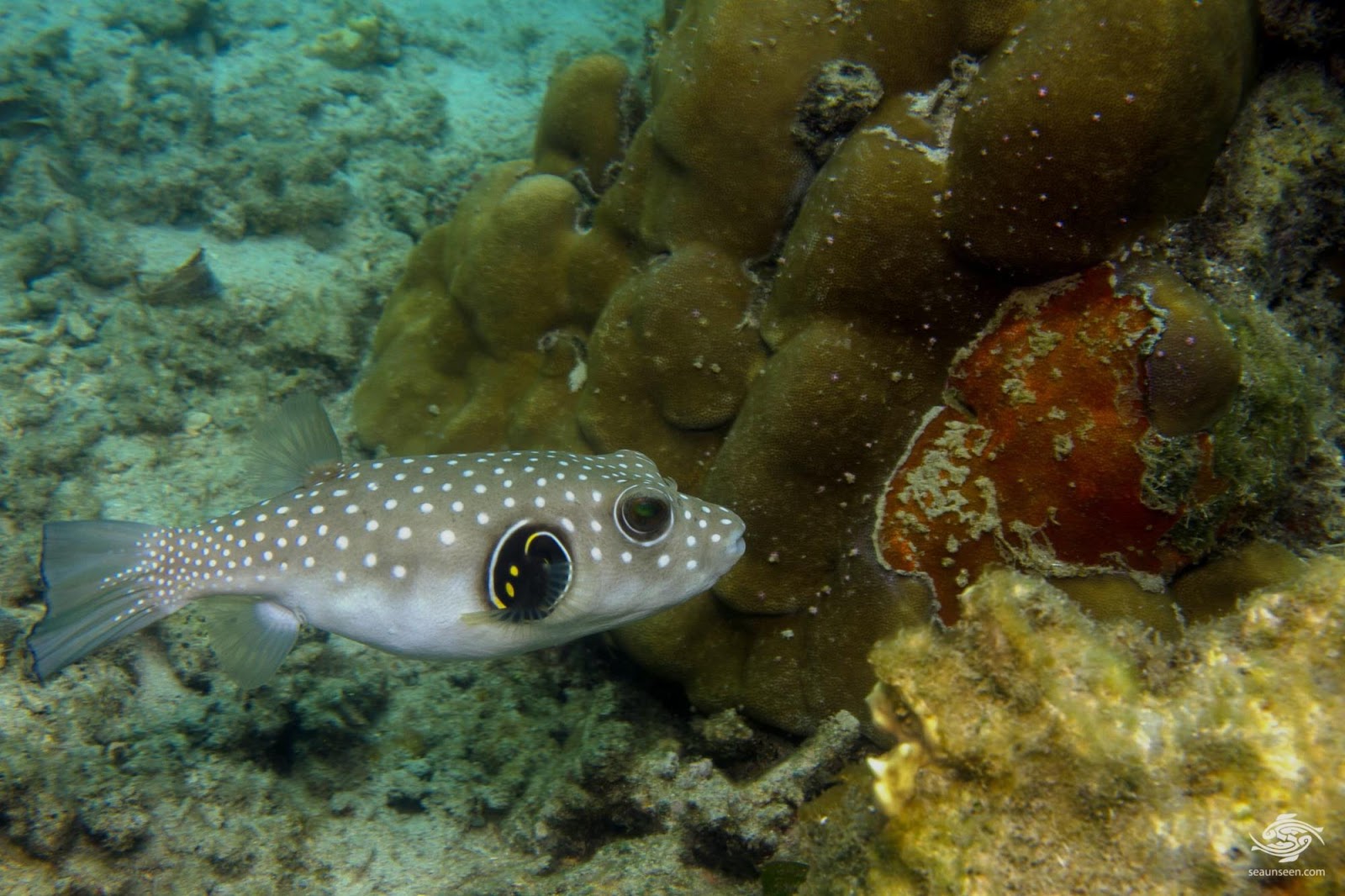 PUFFER FISH photos - wallpapers (ανανεωμένο) | the fun bank