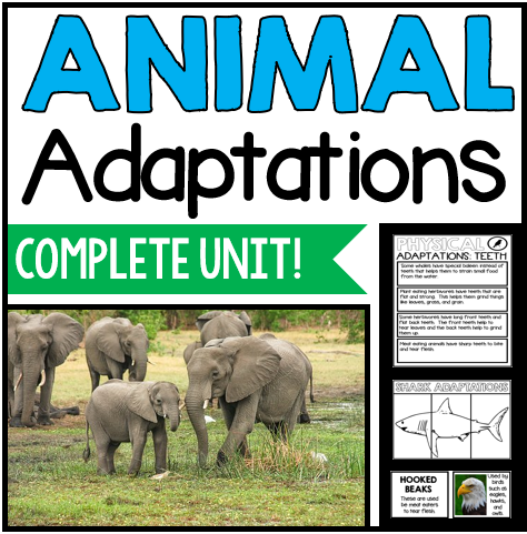 Creative Classroom Core: All About... Animal Adaptations: Bird Beak Lab