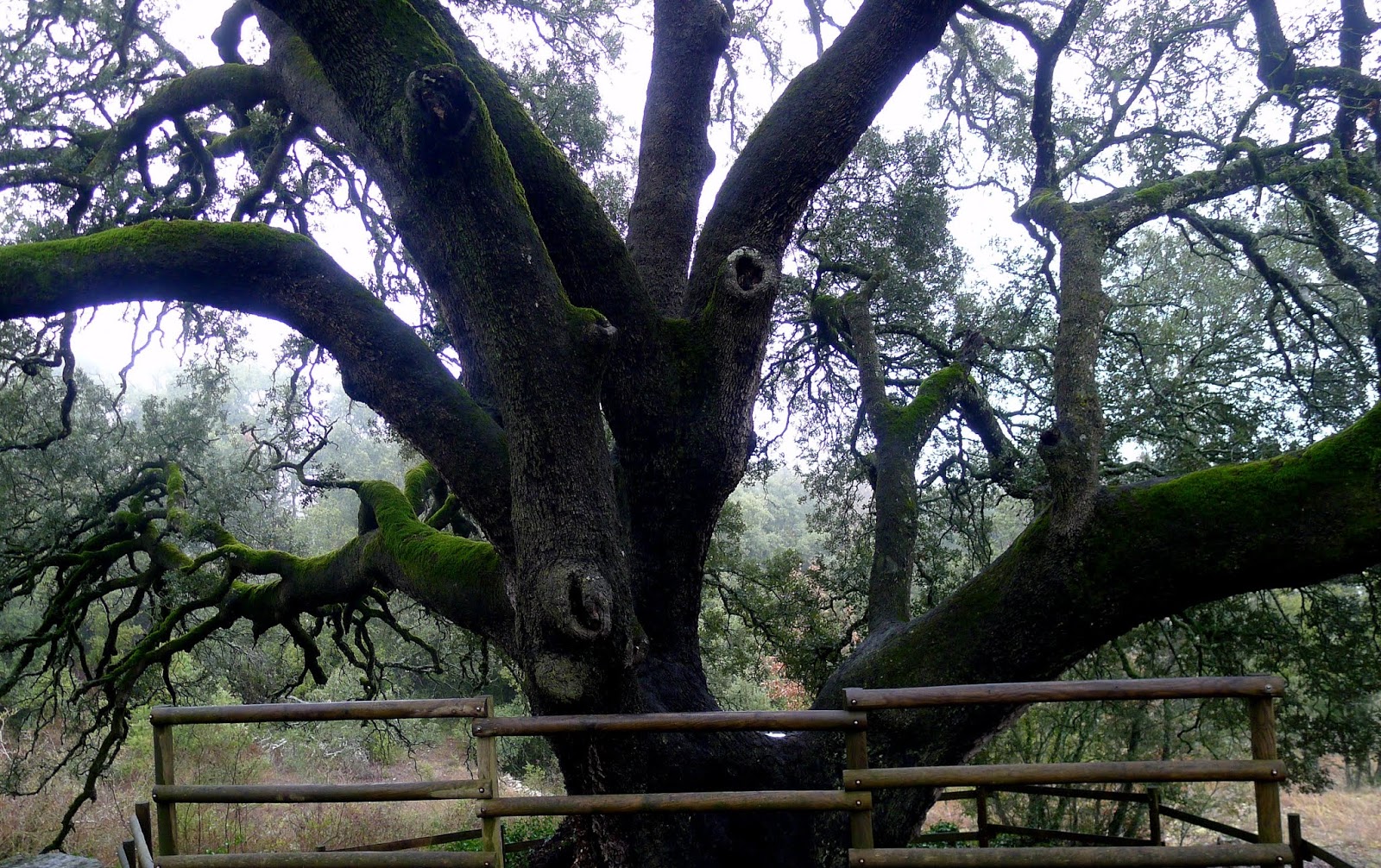 Carrasca milenaria de Lecina - Paisajes de Ordesa