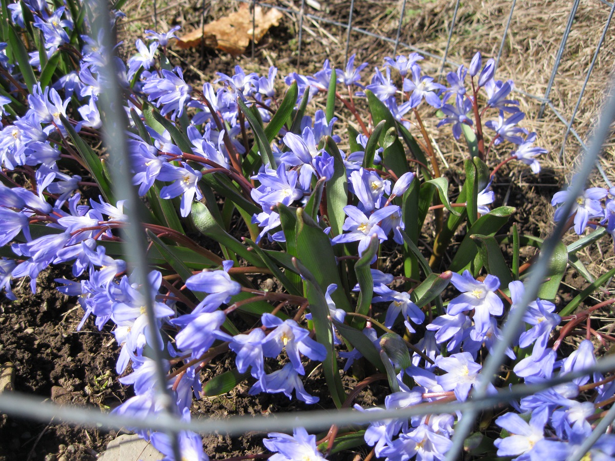 Plants and Stones: The Thrill Of Spring Flowers