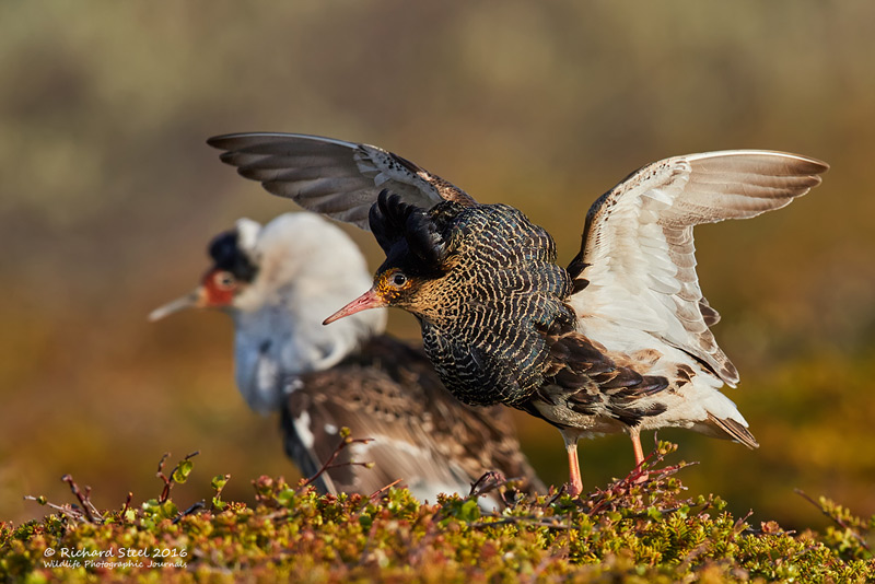 Wildlife Photographic Journals: Beyond 66.5 Degrees North - Day 5 ...