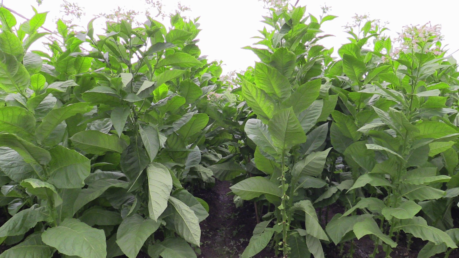 Tobacconist University: CIGARS 101.5: Agriculture