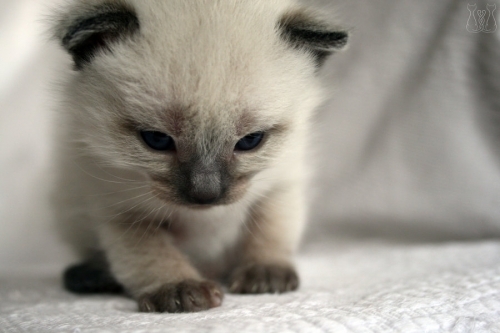 Baby Siamese Cats Kittens HD wallpaper ~ Beautiful Cat Wallpapers