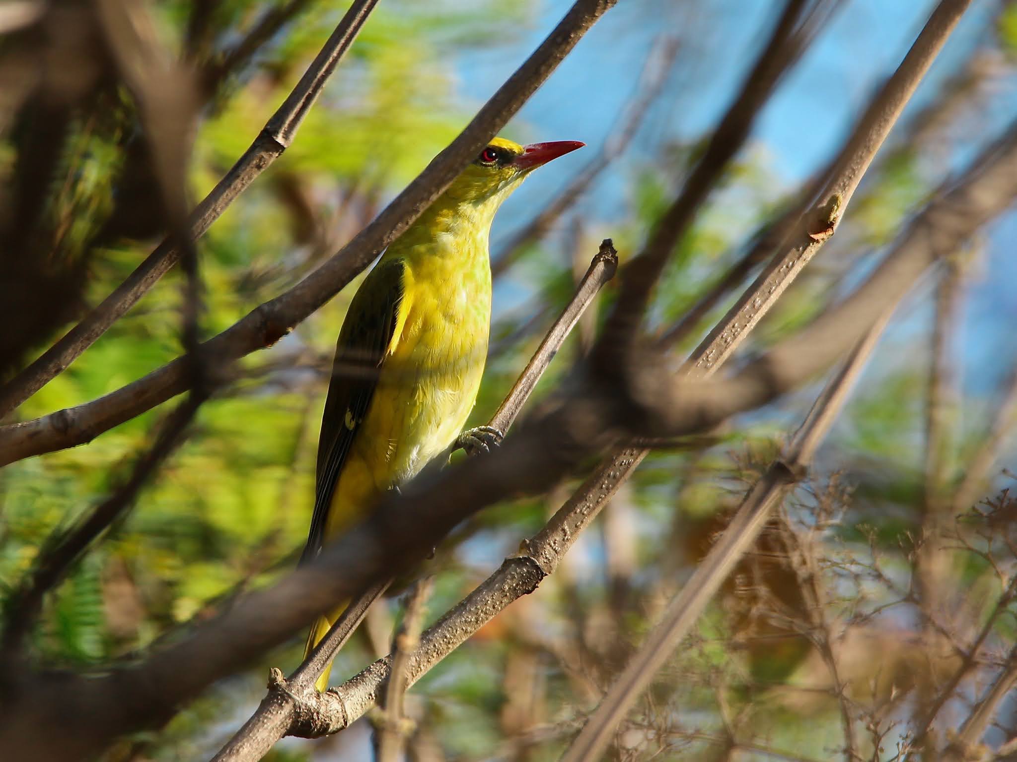 Indian Golden Oriole Is a Real Showstopper