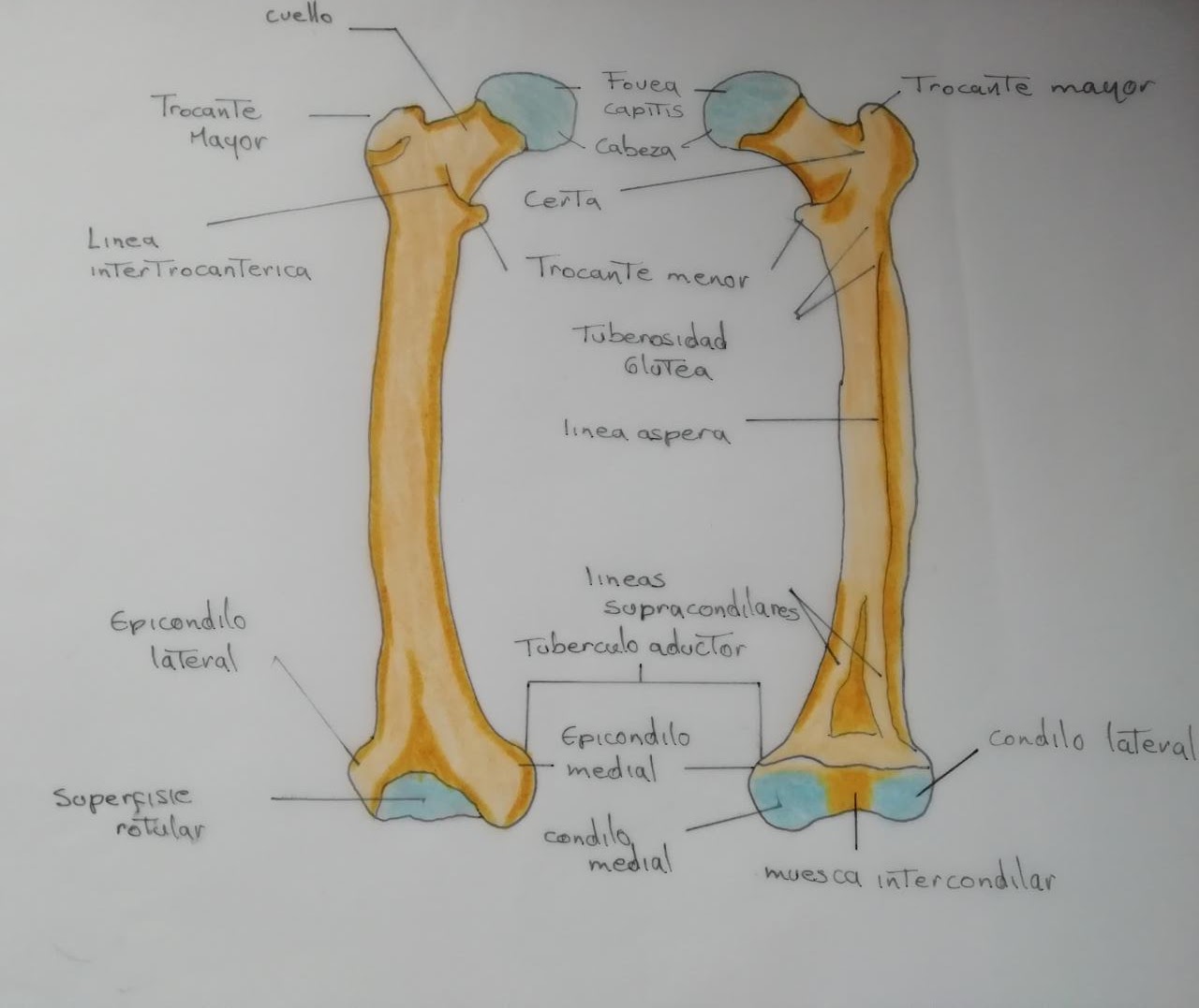 CONTEXTUALIZACION ANATOMICA: femur