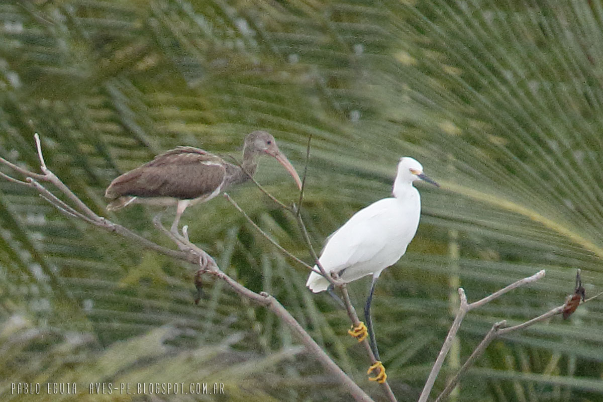 mis fotos de aves: Eudocimus albus Ibis Blanco White Ibis