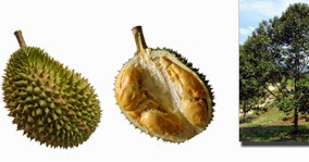 Durian Info: The Origin of Durian