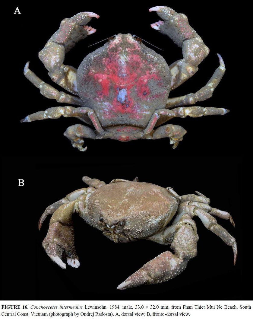 Species New to Science: [Crustacea • 2019] Revision of the Shell ...
