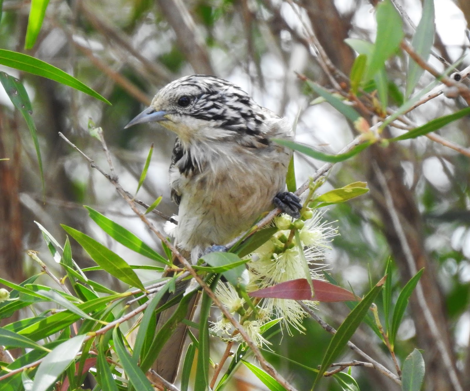 Sunshine Coast Birdlife Australia Blog : Some rare birds recorded on ...