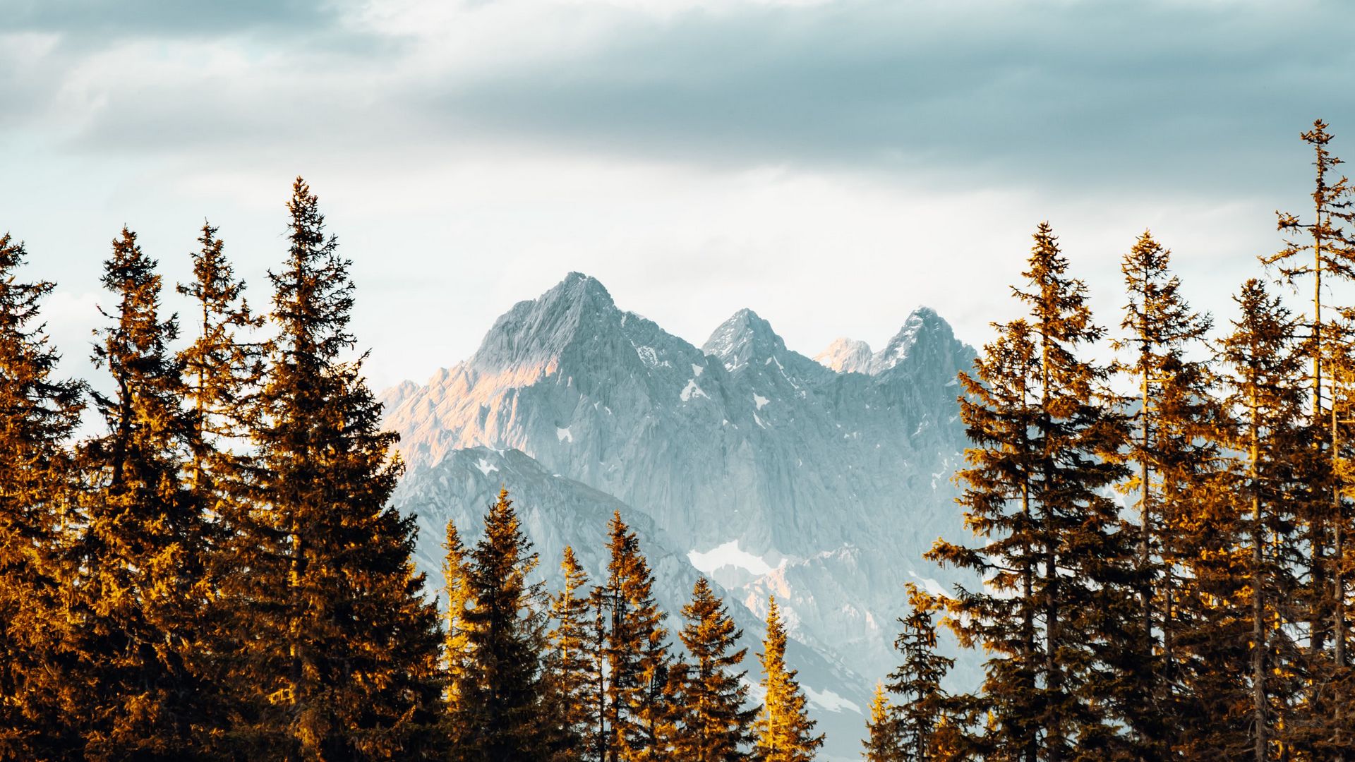 Wallpaper Forest, Distant Mountain Peak