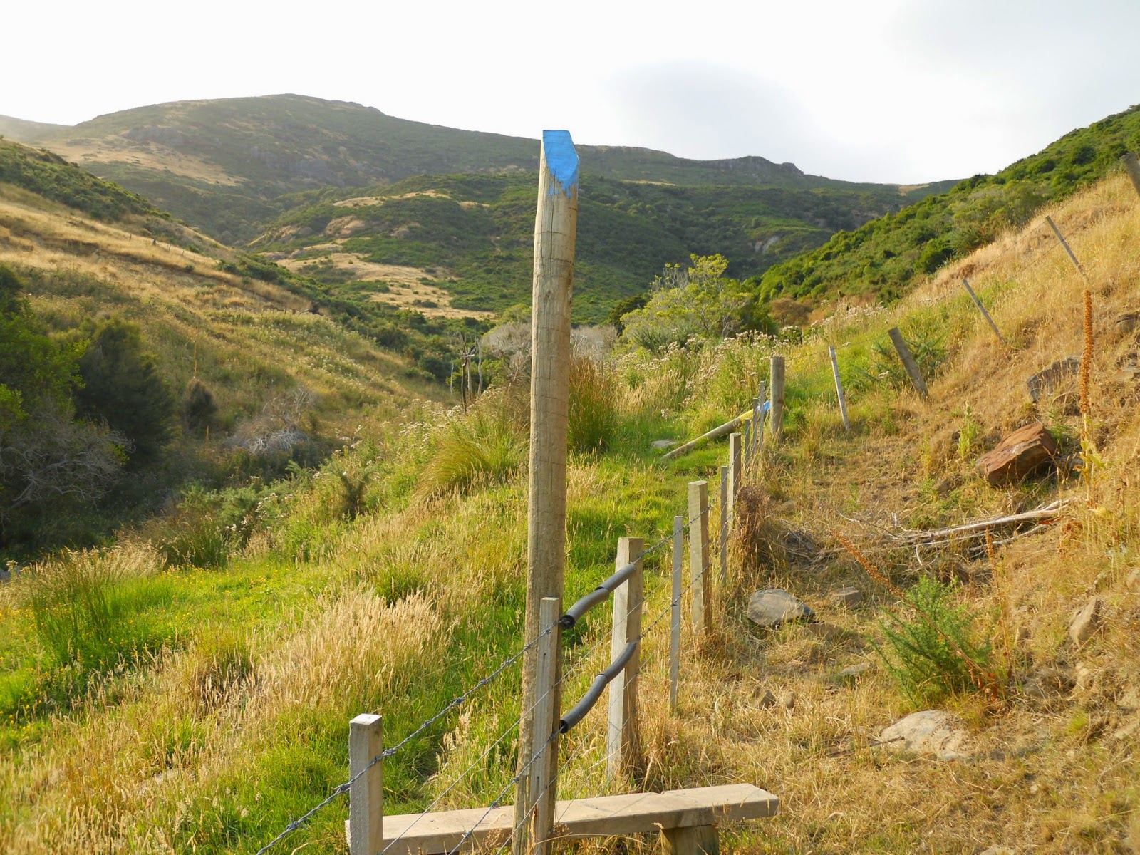 Tramping in the New Zealand backcountry: NZ Bush Adventures: Track ...
