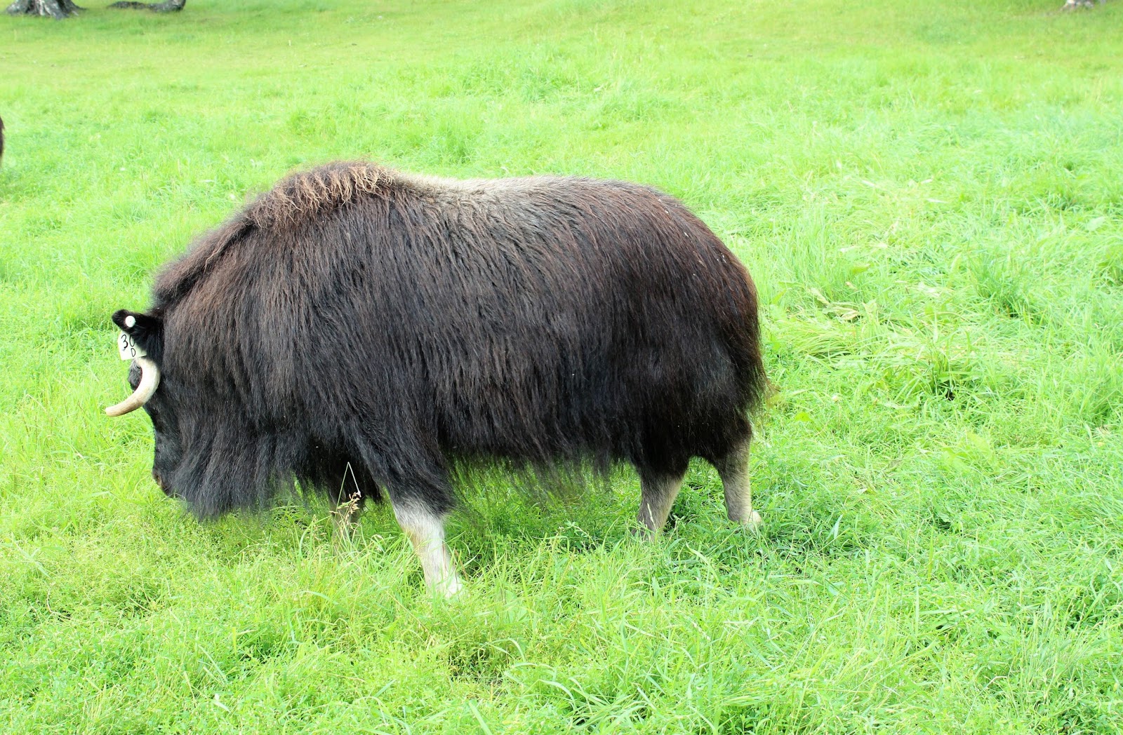 Souvenir Chronicles: ALASKA! A MUSK OX FARM AND A REINDEER RANCH