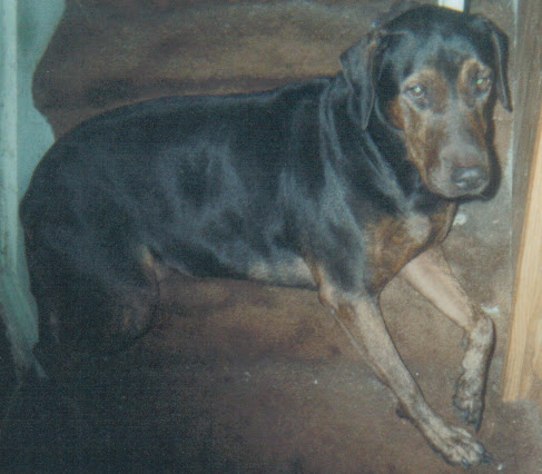 Barkin' Good Time Pet Musings