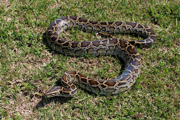 Snakes: Burmese Python