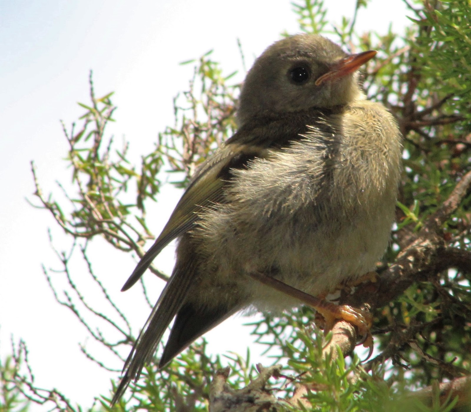 TERRA DAS AVES: Tentilhão-dos-Açores (Fringilla coelebs moreletti ...