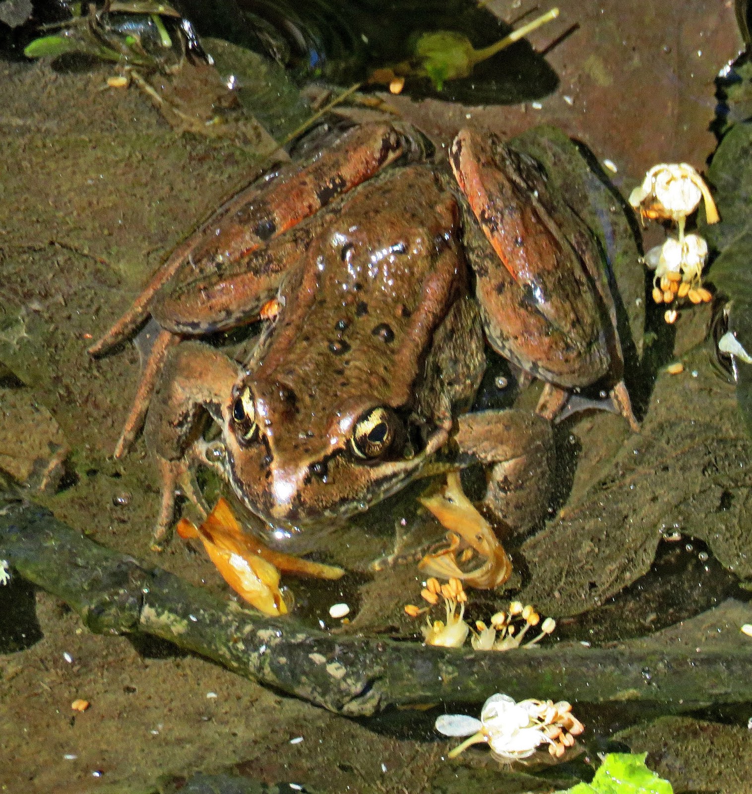 Buzz's Marine Life of Puget Sound: RED-LEGGED FROGS AT THE POND
