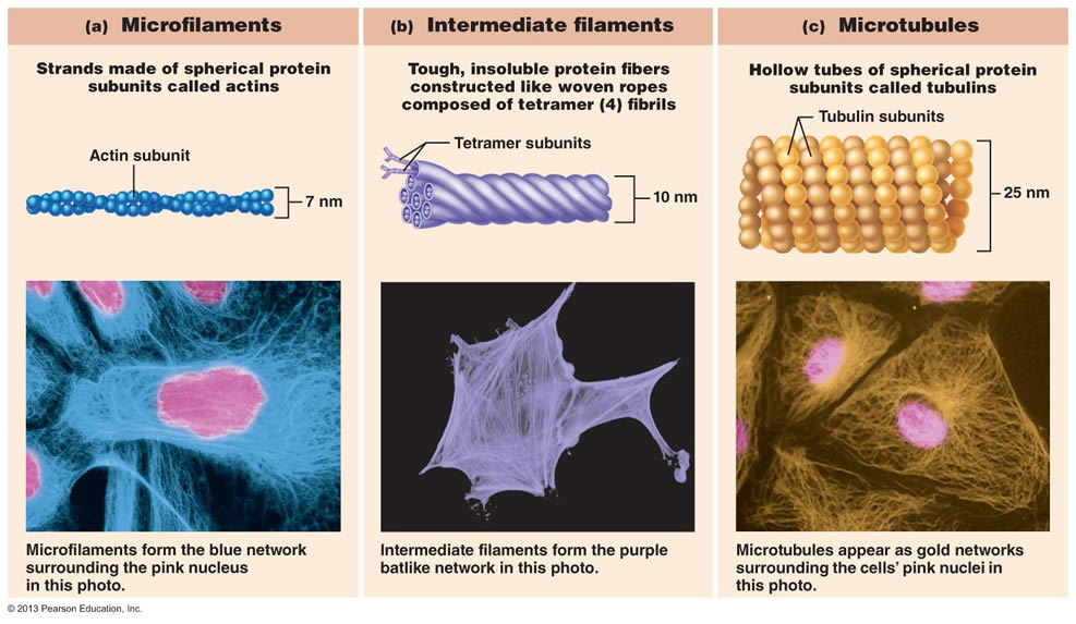 Biological-Freak: 細胞內之胞器(1) 細胞骨架(Cytoskeleton) 07-14-2017