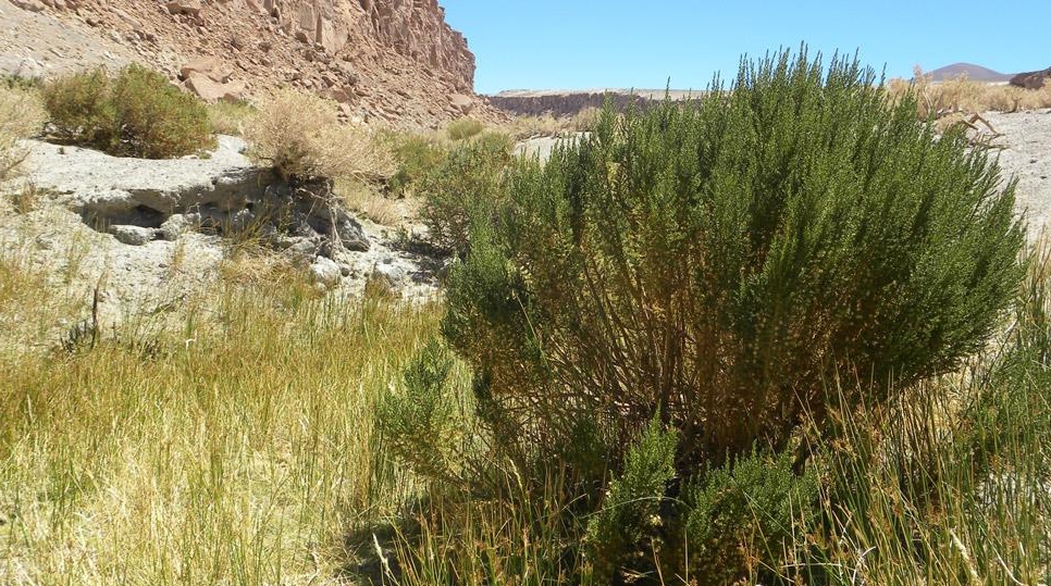 SoyQuechua : mayo 2020