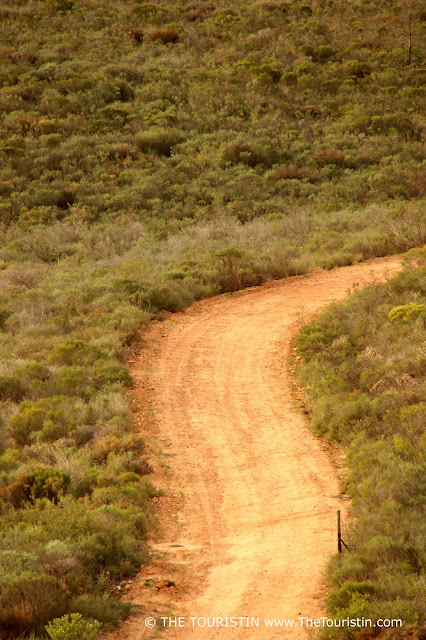 THE TOURISTIN: Visiting a Rooibos Tea Farm in the Western Cape Province