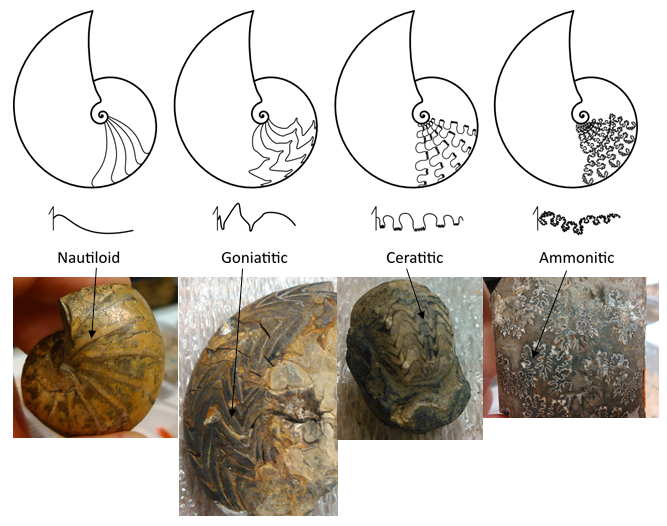 Curation and Conservation of the Mapes Collection at the AMNH: Into the ...
