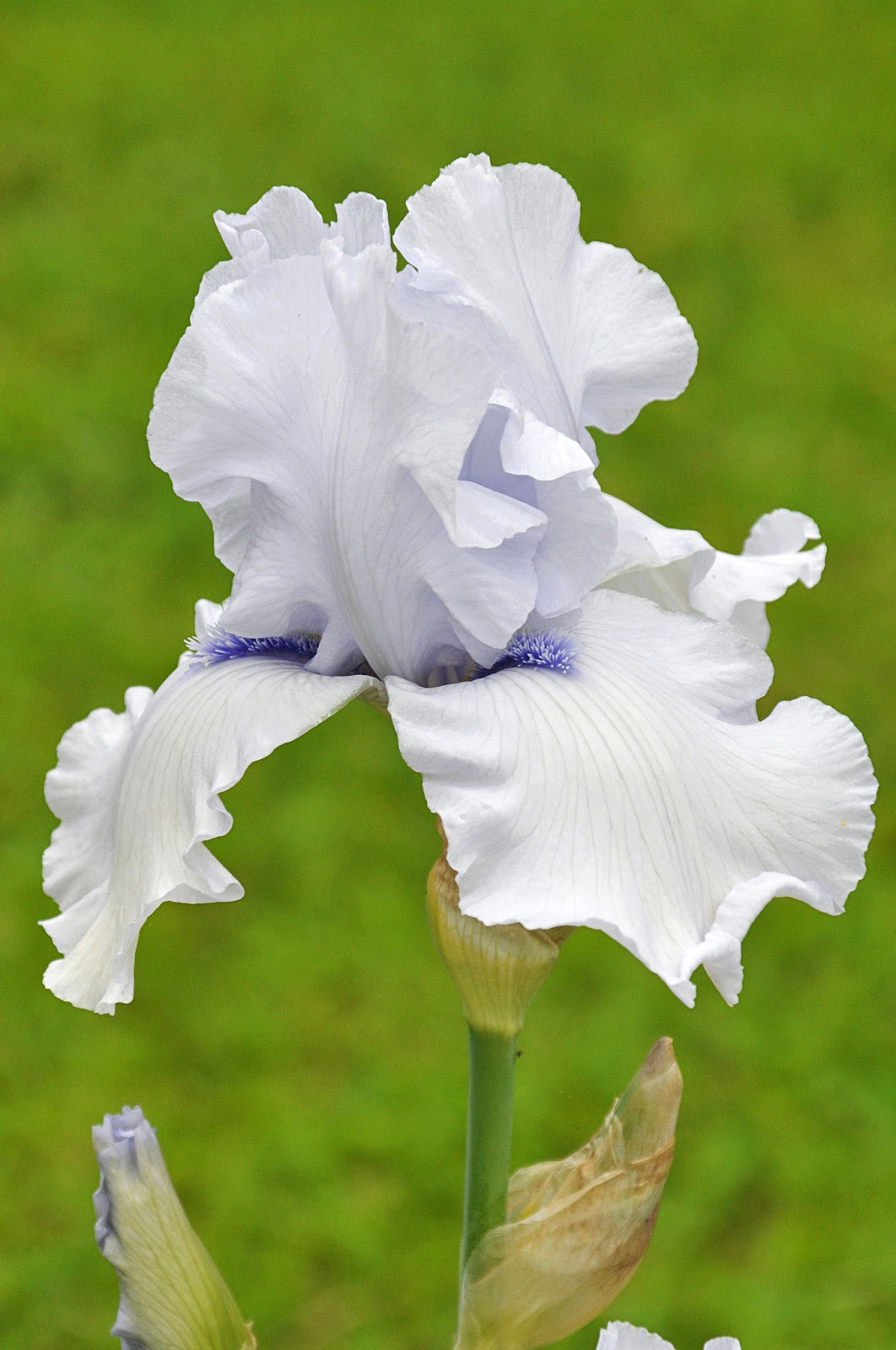 Bland pioner och rosor: Iris Song of Norway