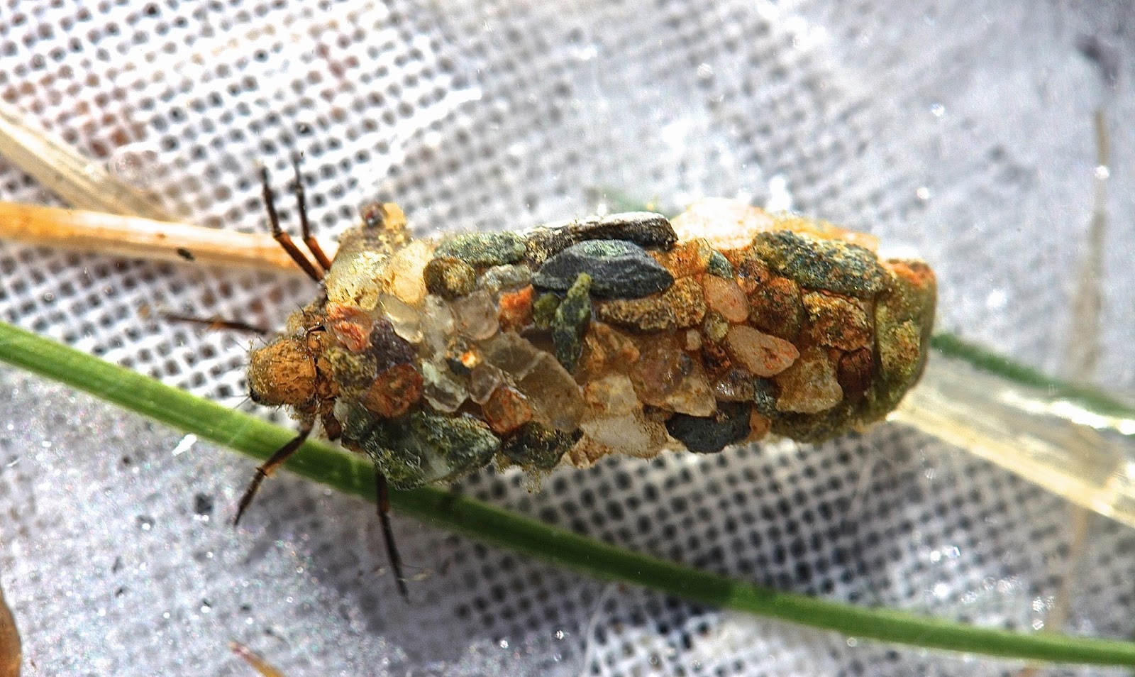 Aquatic Insects of Central Virginia: "Lumpers" and "Splitters" and the ...