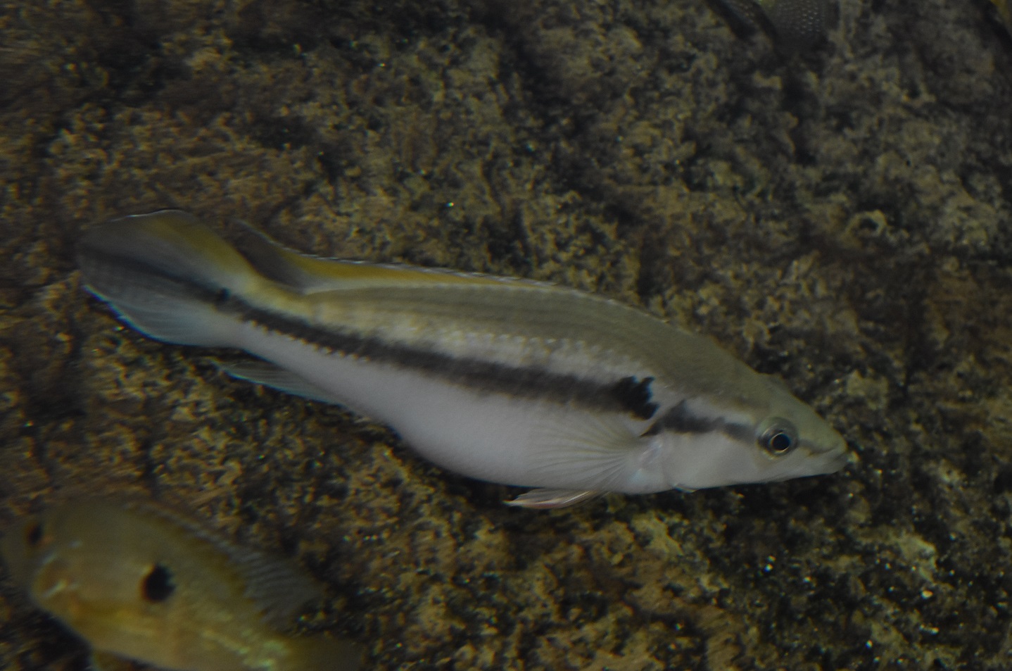 ZOOTOGRAFIANDO (6.100 ANIMALS): MATAGUARO CHUI / PROTEUS PIKE CICHLID ...