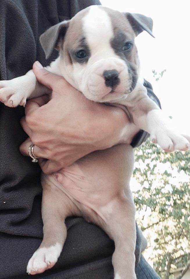 Allevamento Amstaff a Roma - CUCCIOLI AMSTAFF 392 4454844