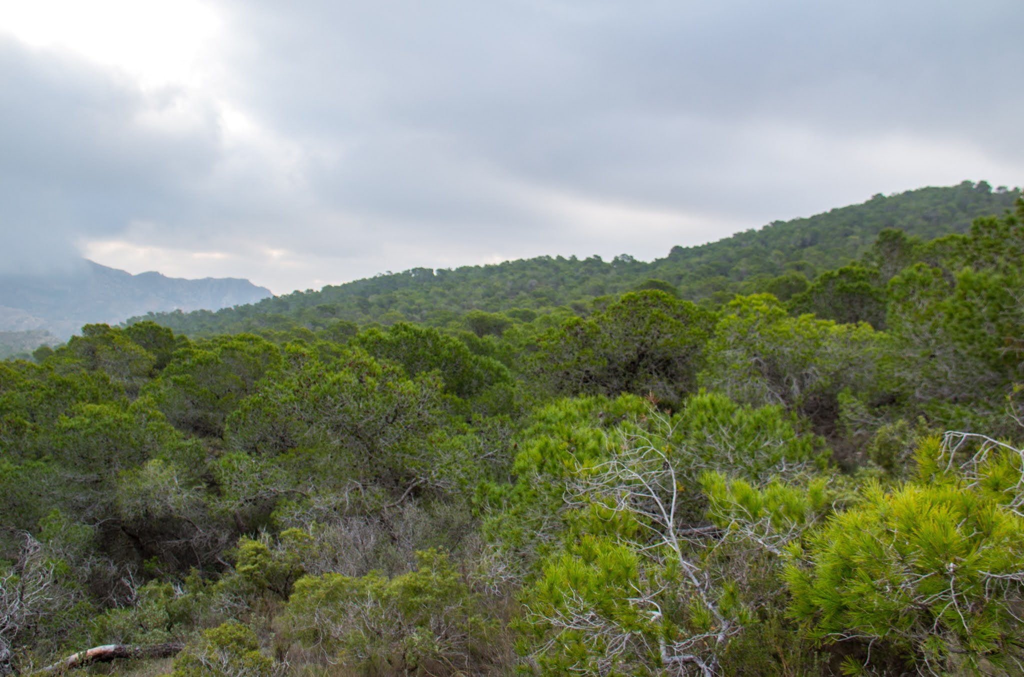 RUTA CIRCULAR AL CERRO DEL AGUDO DESDE BARBARROJA.