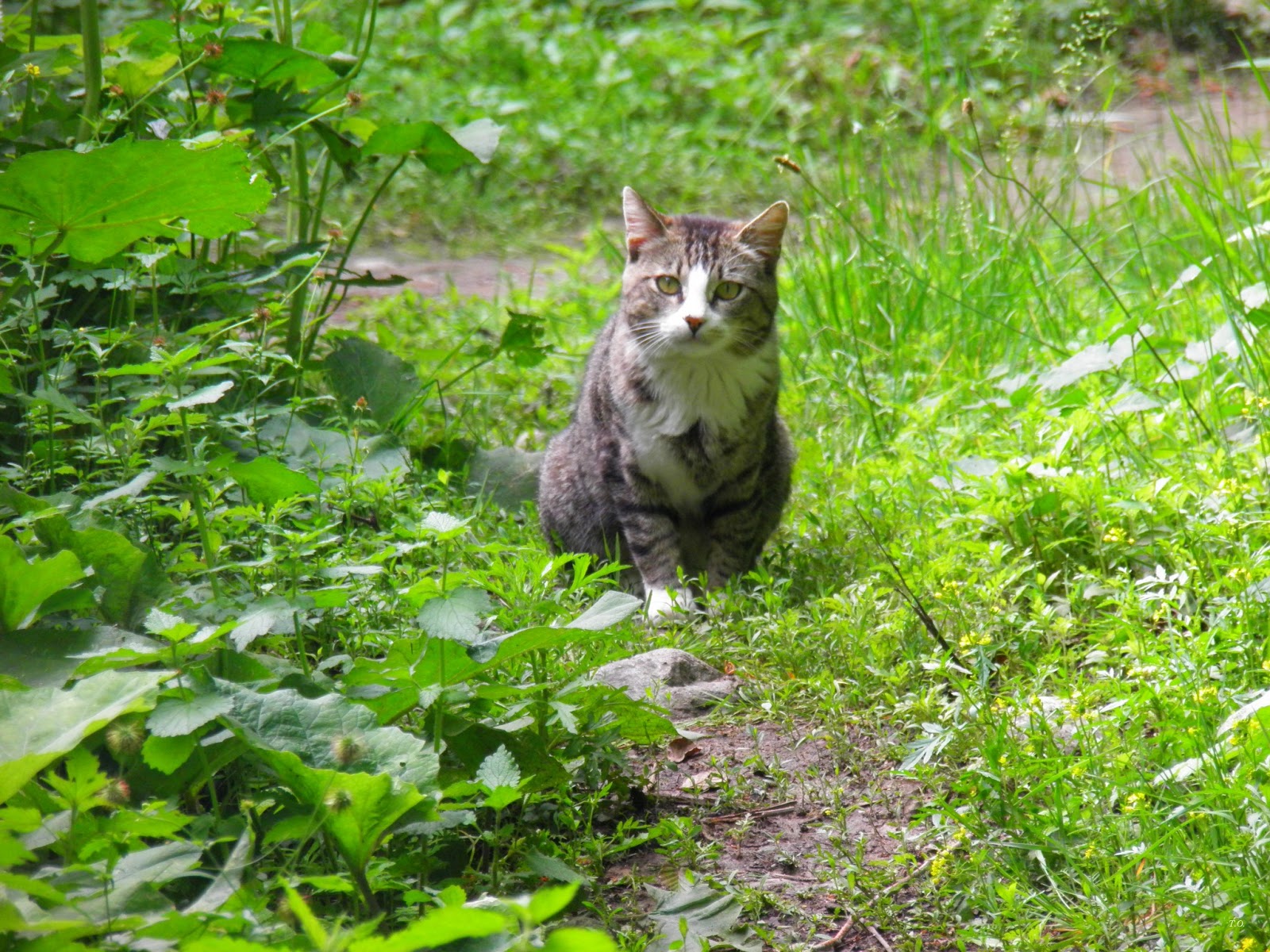 PASARI DIN ROMANIA: CODROS DE PADURE (2), Phoenicurus phoenicurus