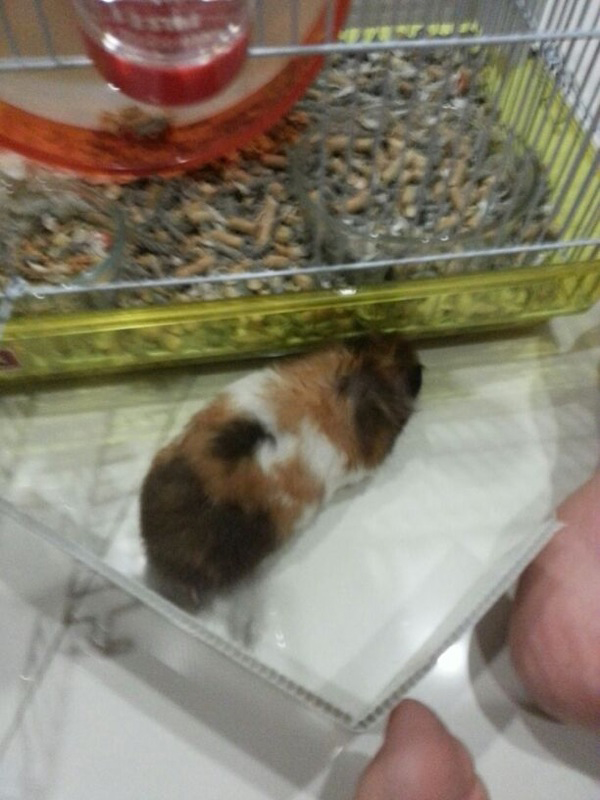 Natural PawPals: Cherimoya the Calico (aka Tortoiseshell Banded) Syrian ...