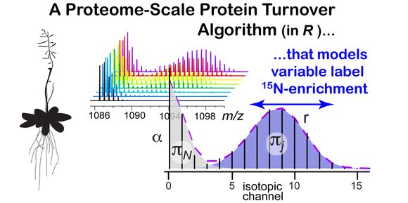News in Proteomics Research: Large scale protein turnover calculations!
