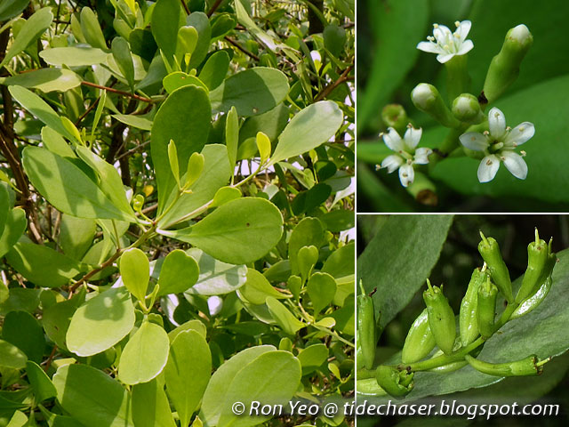 tHE tiDE cHAsER: Identifying the True Mangrove Plants of Singapore