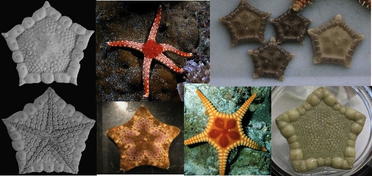 The Echinoblog: How many starfish species are there?? Where do they ...