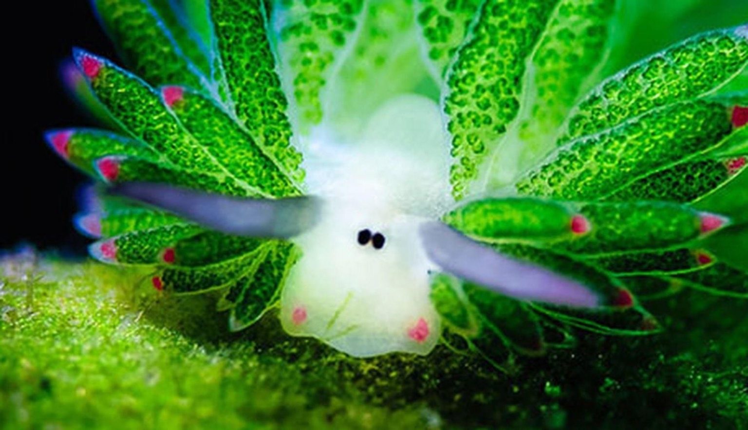 Sea Sheep? This Adorable Sea Slug Eats So Much Algae It Can Photosynthesize