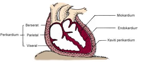 SI JANTUNG HATIKU: Struktur Dan Fungsi Jantung Kita..
