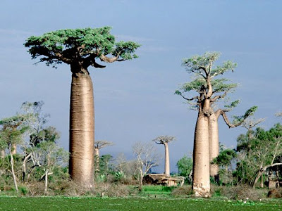 JARDINS DE AGHARTA: O Baobá, a árvore sagrada dos africanos