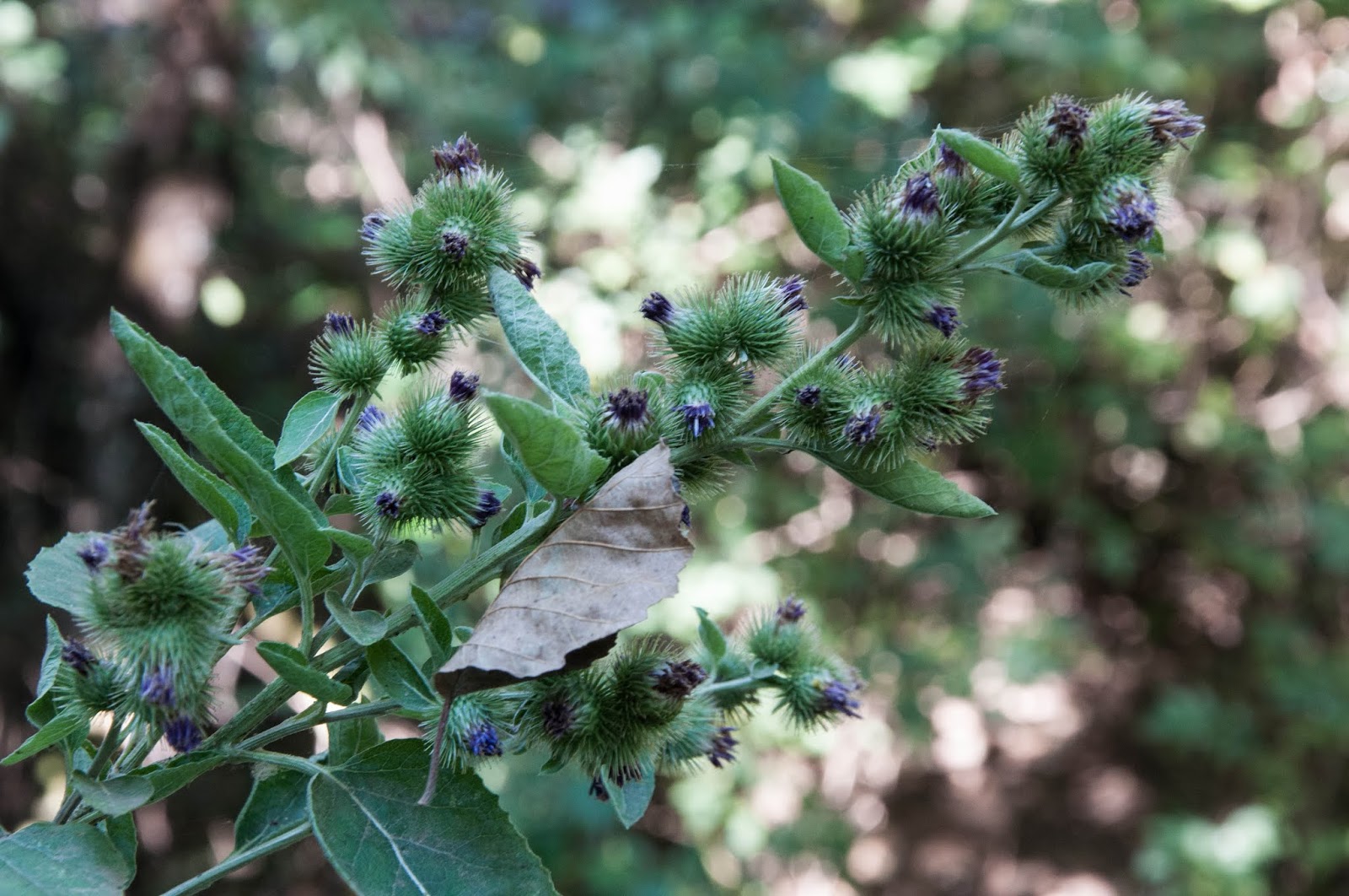 Desde Alájar: Lampazo menor o bardana