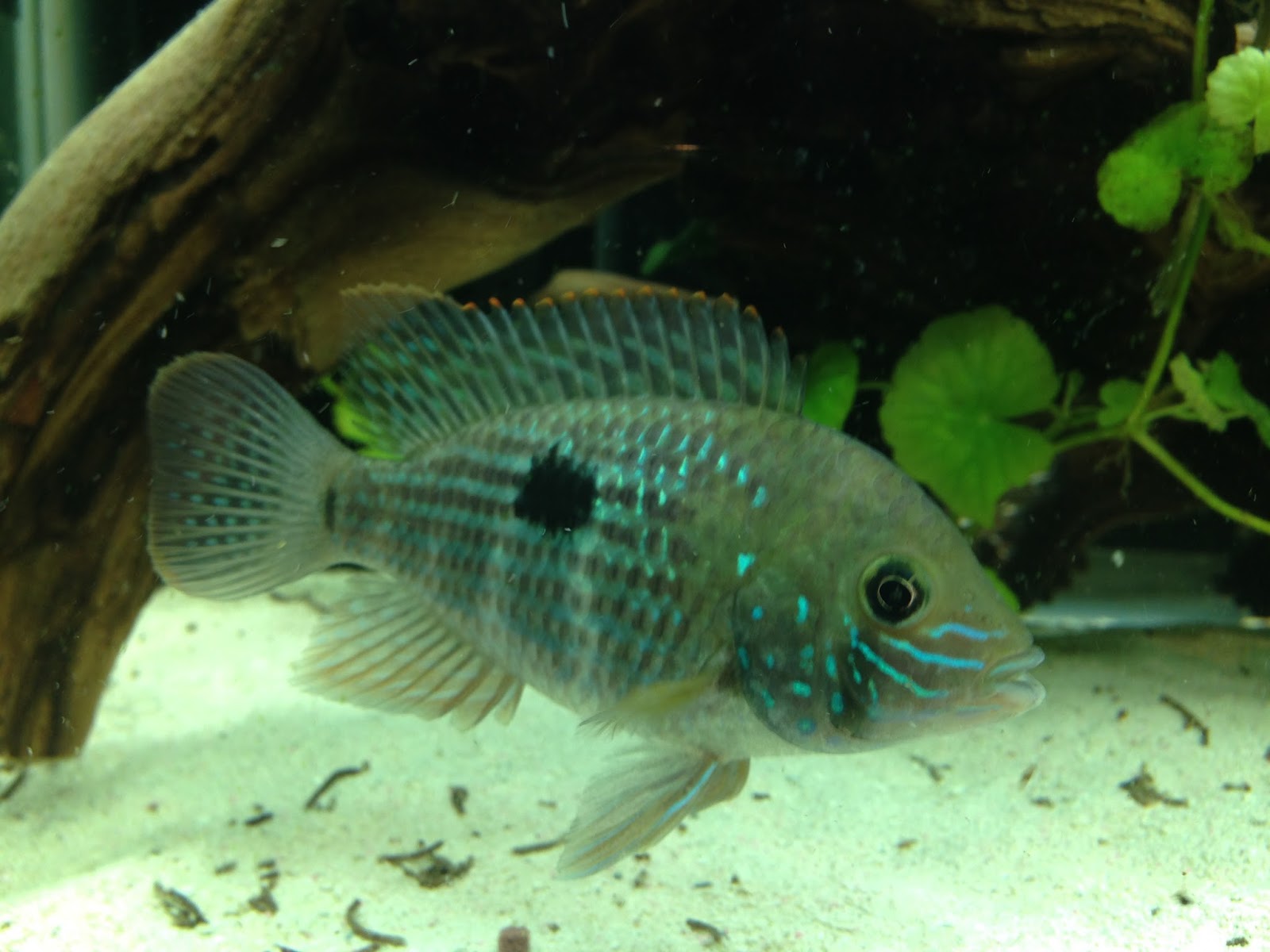 Baby Green Terror Cichlid